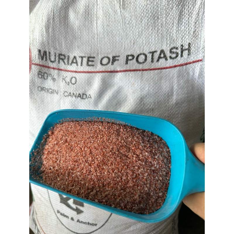 BAJA Paksa Buah Lebat / pupuk KCL - MOP 60%K2O 1kg (repack) ORIGINAL ...