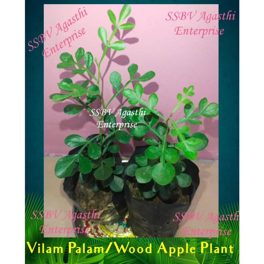 LIVE PLANT-VILAM PALAM/WOOD APPLE/BUAH BELLINGAI/விளாம் பழம் | Shopee ...