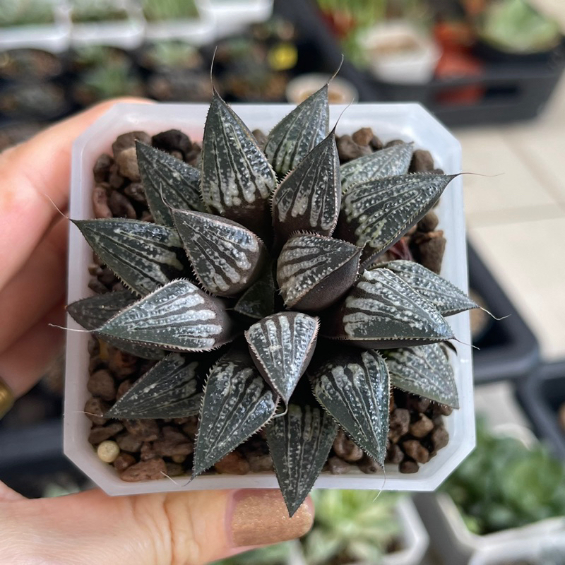 Haworthia Yuki Keshiki .. | Shopee Malaysia