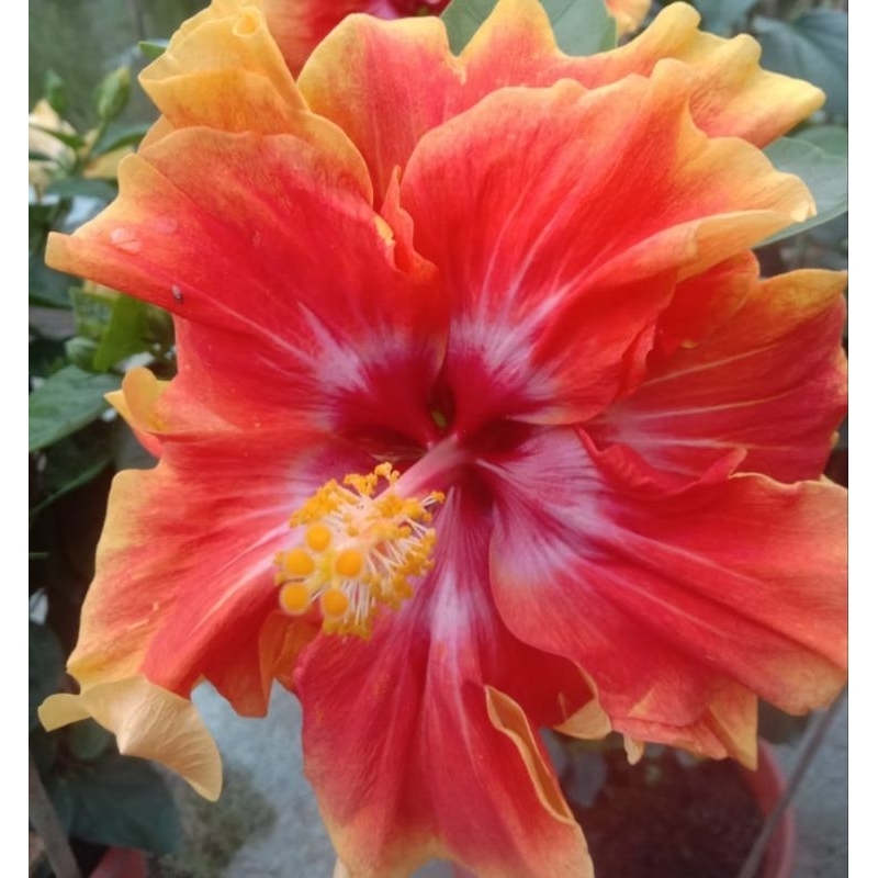 Part 4/6 : Pokok Bunga Raya Hibiscus Rose Of Sharon Lavender Chiffon ...