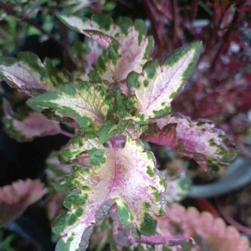 Anak Pokok/Keratan Ati Ati Hati (Part 1) coleus ati2 stabil berakar ...
