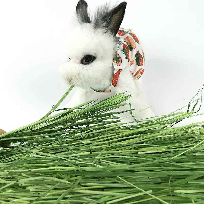 Premium Oven dried Timothy hay 500g rabbit chinchilla guinea pig food ...