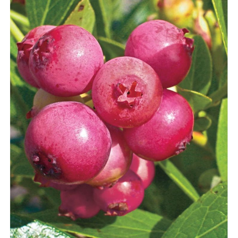 POKOK BUAH BLUEBERRY BAKA PINK LEMONADE | Shopee Malaysia
