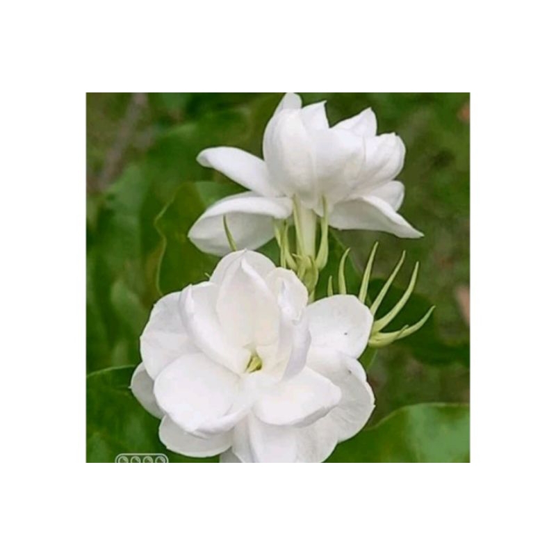 Anak pokok bunga melur susun/Bunga jasmine / bunga wangi | Shopee Malaysia
