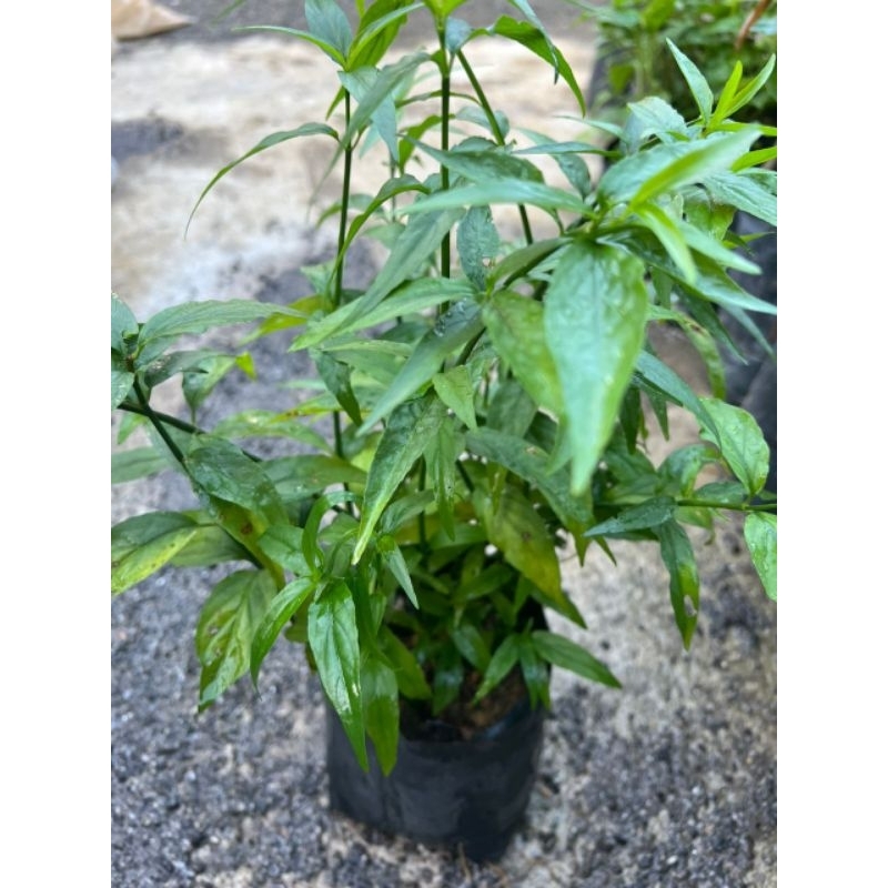 Pokok Belalai Gajah dalam polybag | Shopee Malaysia