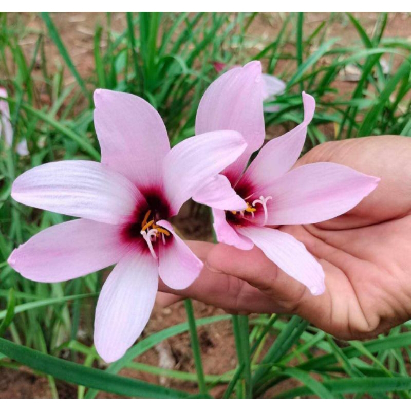 Rain lily kampung dan hybrid Thailand ( tahan panas)direct matahari | Shopee Malaysia