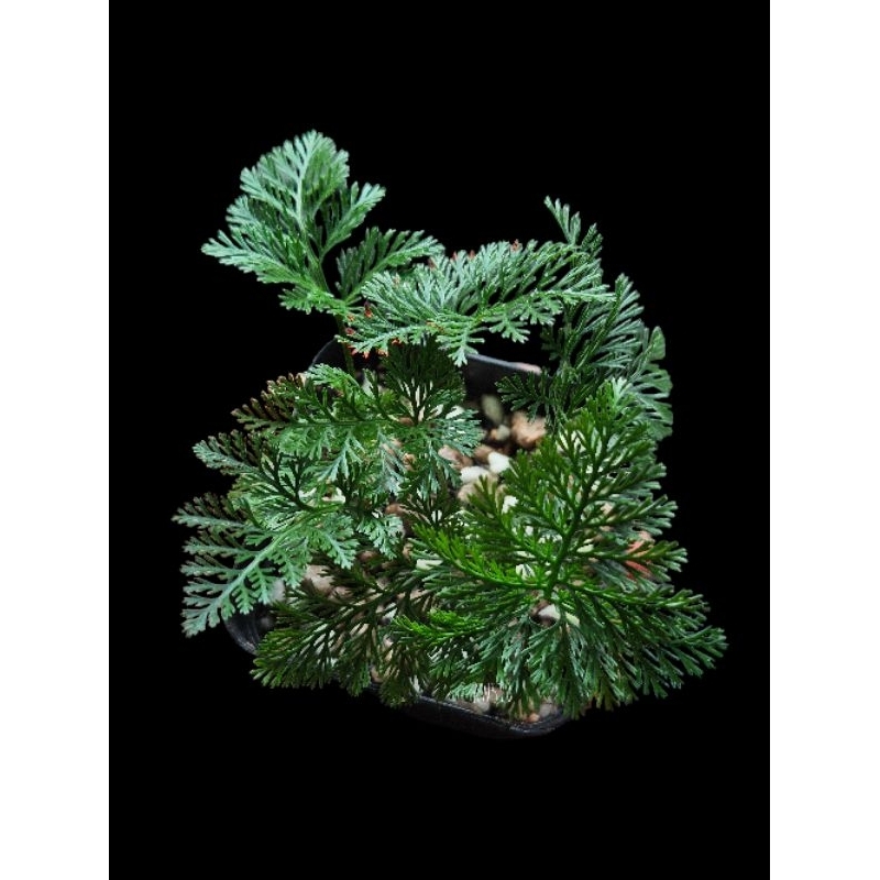 【HIDINGNATURE】 Davallia sp borneo (SuperRare miniature fern)terrarium ...