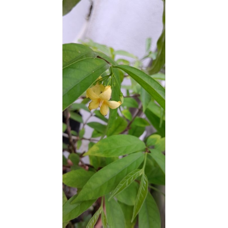 jasmine yellow colour jeliti warna kuning黄花水梅(No postage to sabah and ...