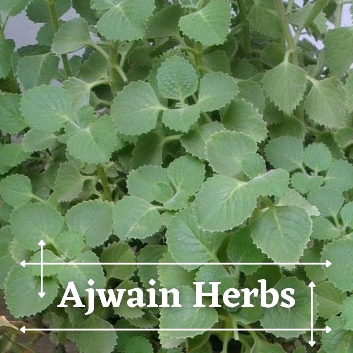 【Ready Stock】100 biji benih ajwain herbs benih herba/Indian borage ...