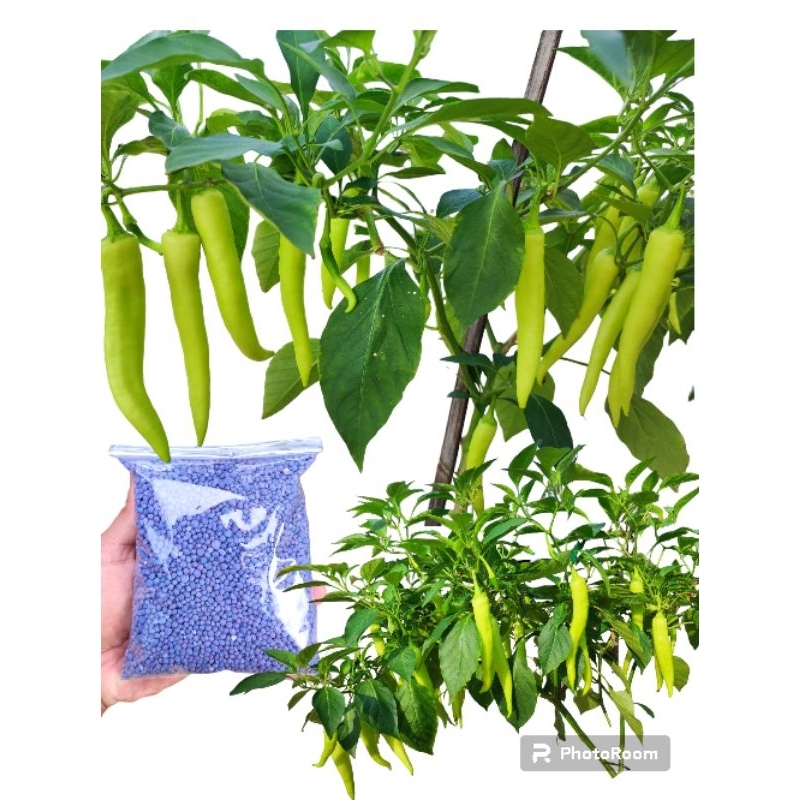 Baja paksa buah lebat dan gemuk pokok ‼️ Viral | Shopee Malaysia