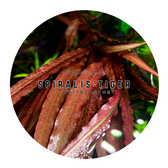 [Aquatic Plant] Cryptocoryne Spiralis Tiger Stripes Rare Plants Crypt Red Low Tech No CO2 ...
