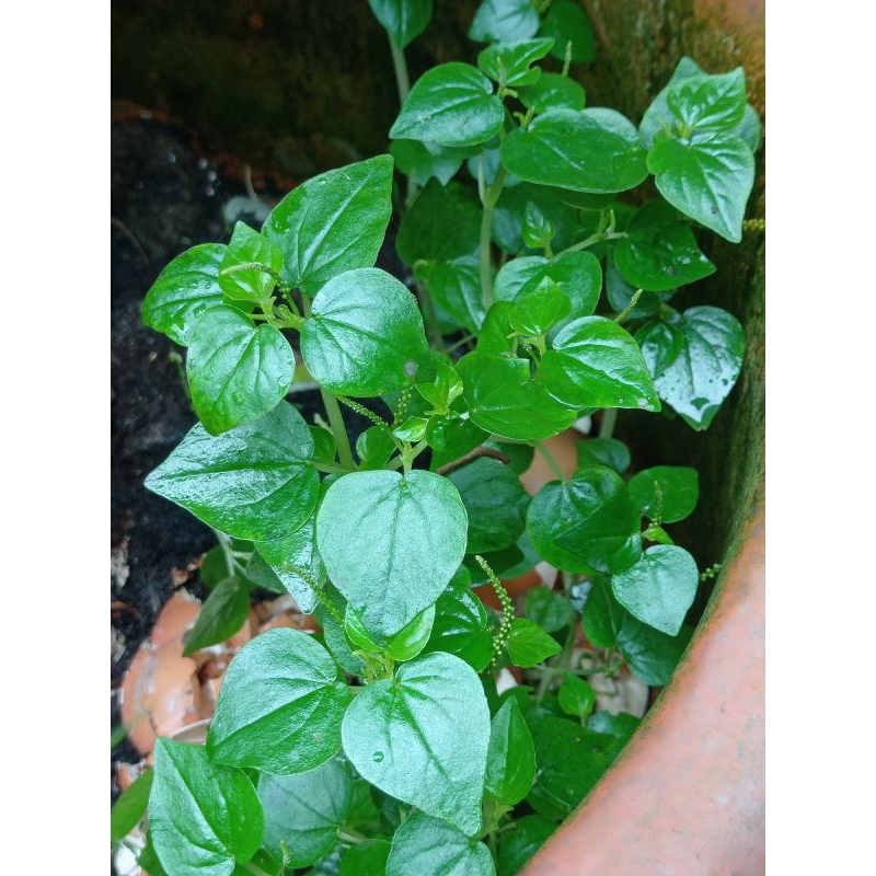 Anak Pokok Ketumpang Air Peperomia pellucida Sireh Cina Herba Ulam ...