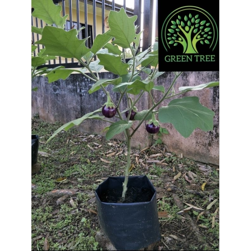 Live plant-Pokok Terung Bulat / Panjang Ungu 2 kaki / Round / Long ...