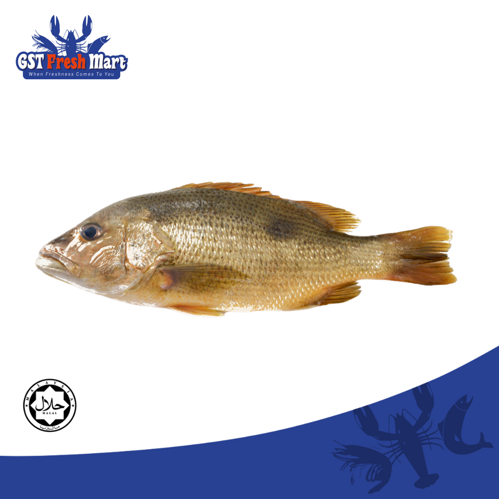 FROZEN JENAHAK CLEANED 400-600GM+-/NOS 冷冻红枣鱼 - GST FRESH MART | Shopee ...