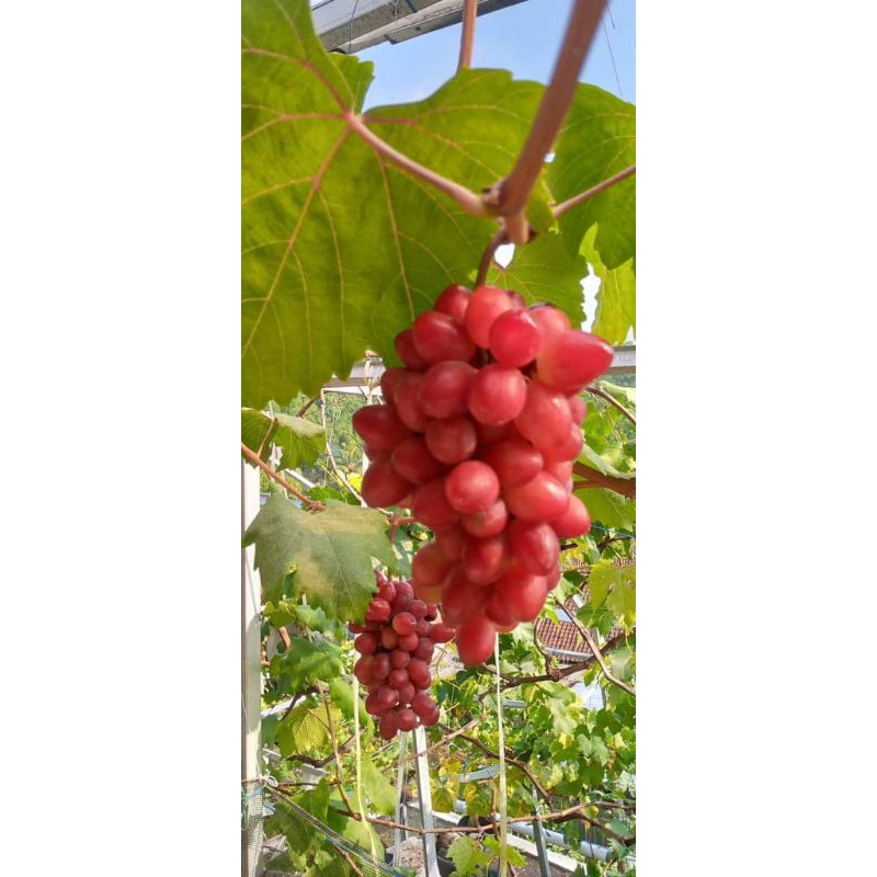 POKOK ANGGUR VARIAN BOGEMA- BOHEMIAN GRAPES PLANT | Shopee Malaysia