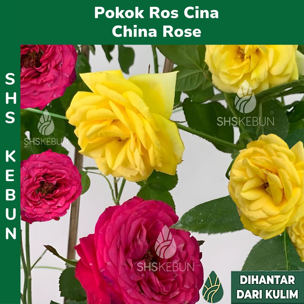 Pokok Ros Cina China Rose Pokok Bunga Outdoor Pokok Hidup Live Plant ...