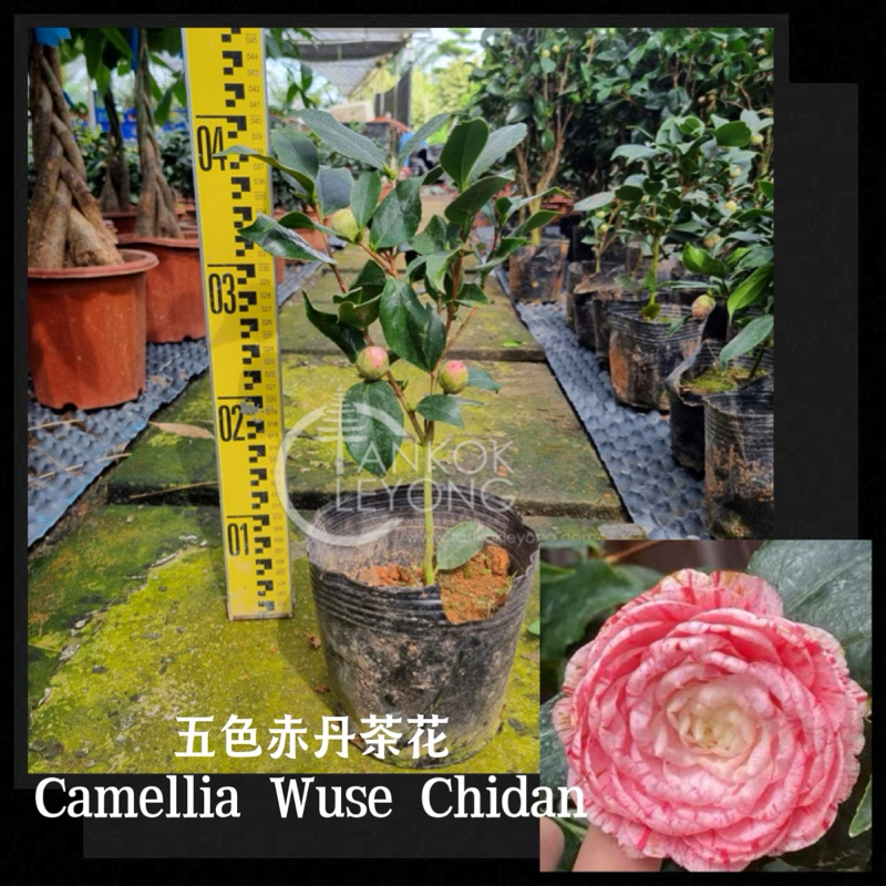 TKL - Camellia Green Kona/Fragrant Concubine/Pink Seven Star/White ...