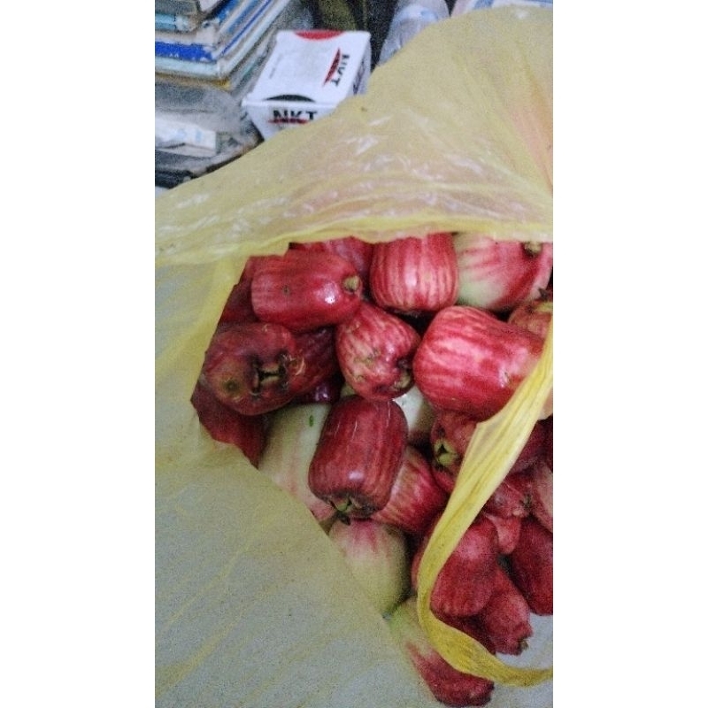 ANAK POKOK JAMBU KELING JAMBU KAPAS | Shopee Malaysia