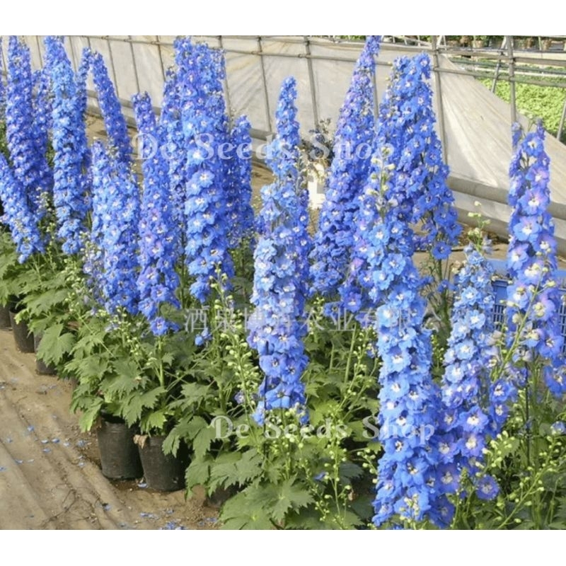 Benih Bunga Delphinium Mix 50pcs/Flower/大花飞燕草混色籽 | Shopee Malaysia