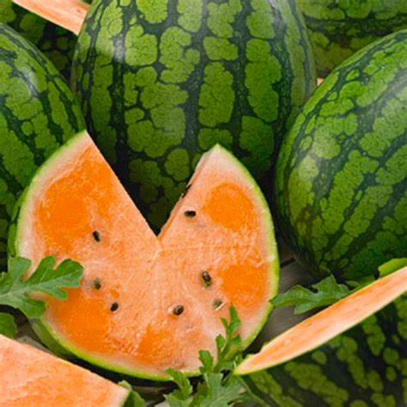 F1 Orange-yellow fleshed watermelon 3 seed | Benih tembikai isi jingga ...