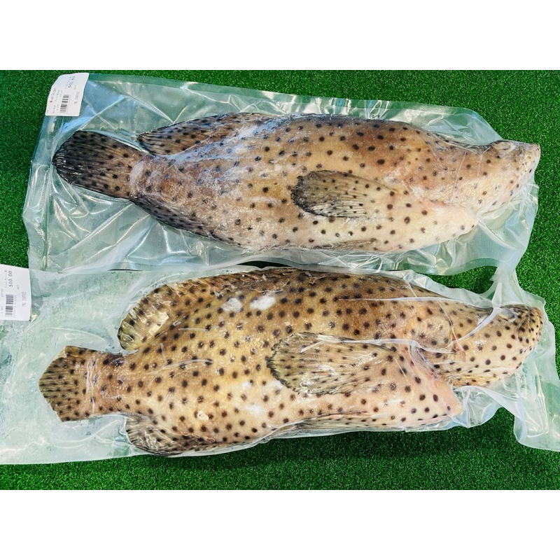 沙巴野生大老鼠斑 Sabah Mouse Grouper | Shopee Malaysia