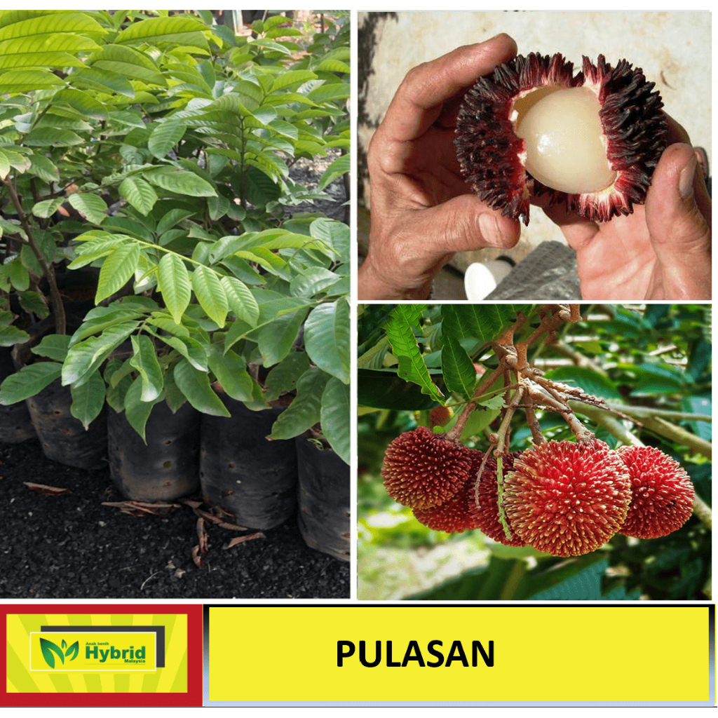 Pokok Pulasan Hybrid🔥HYBRID 🔥 | Shopee Malaysia