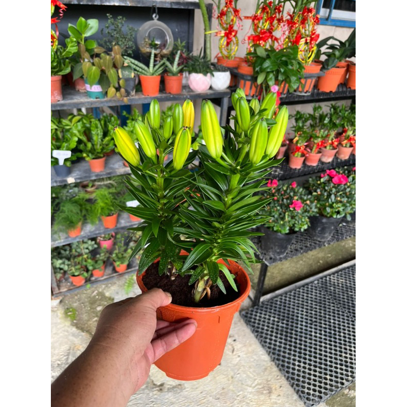 Asiatic Lily Golden-rayed Lily real live indoor houseplant 香水百合 anak ...