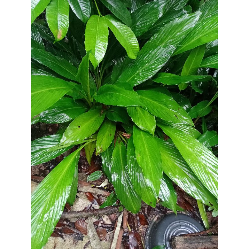 pokok pijat, pokok kesing, pokok cemomok besar dan murah | Shopee Malaysia
