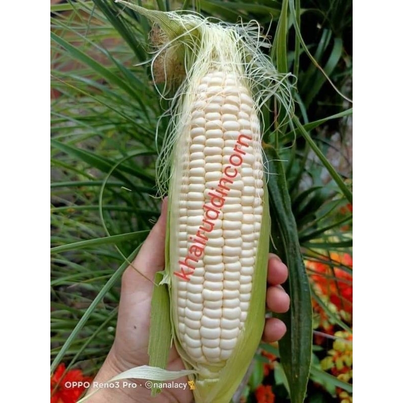 JAGUNG SUSU ORIGINAL CAMERON | Shopee Malaysia