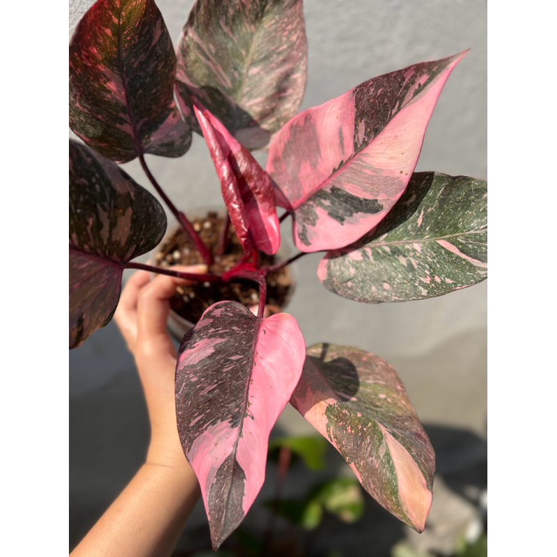 Philodendron Pink Princess Marble King /Pink Princess galaxy (Only West ...