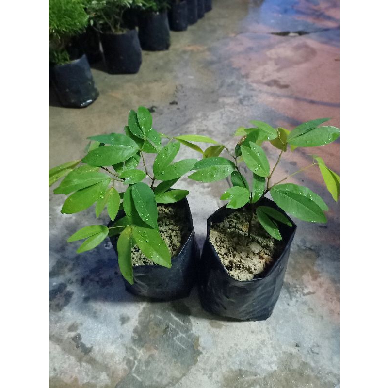 Pokok Nam Nam | Pokok Katak Puru | Shopee Malaysia