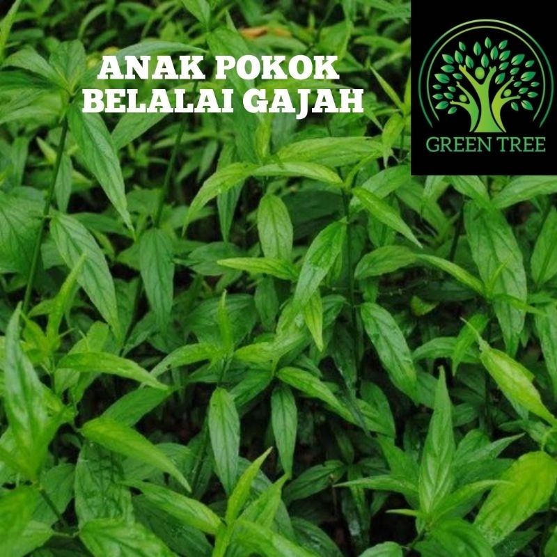 Anak Pokok Belalai Gajah-Live plant | Shopee Malaysia