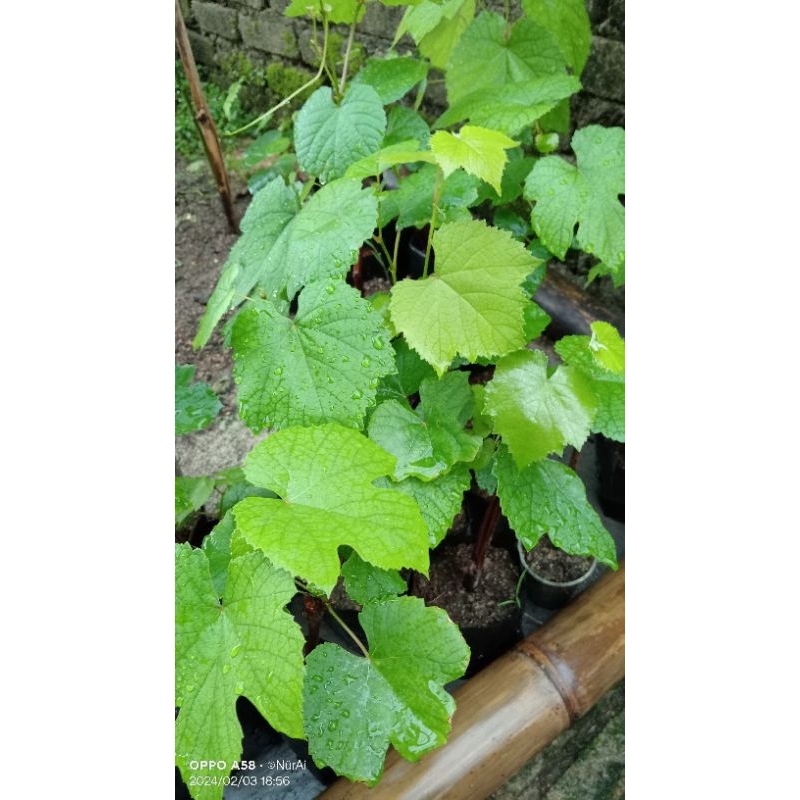 Anak Pokok Anggur Isabella | Shopee Malaysia