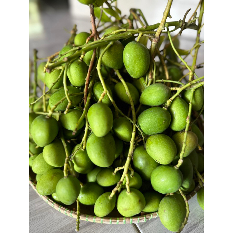 MANGGA TELUR | BUAH PAUH RINGAN FRESH DARI POKOK / MANGGA MUDA ...