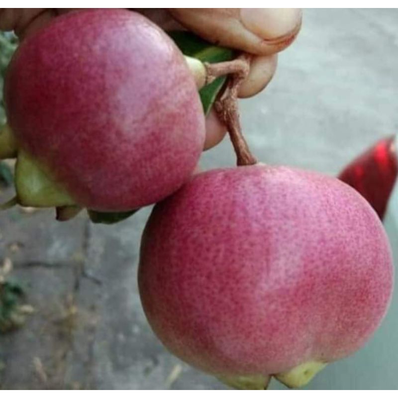 Pokok Jambu Mawar Rose Pink | Shopee Malaysia