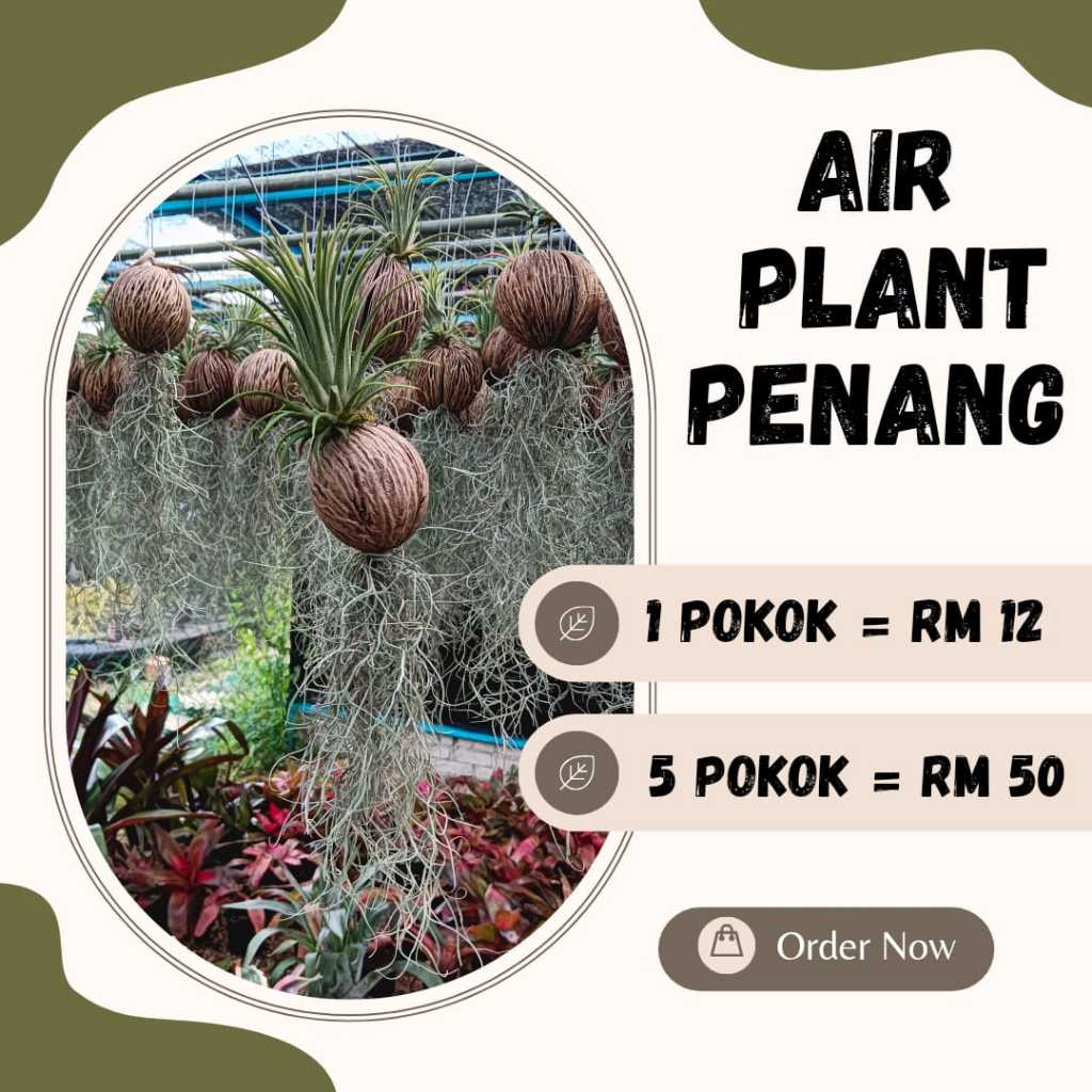 Pokok Janggut / Air Plant Penang Murah | Shopee Malaysia