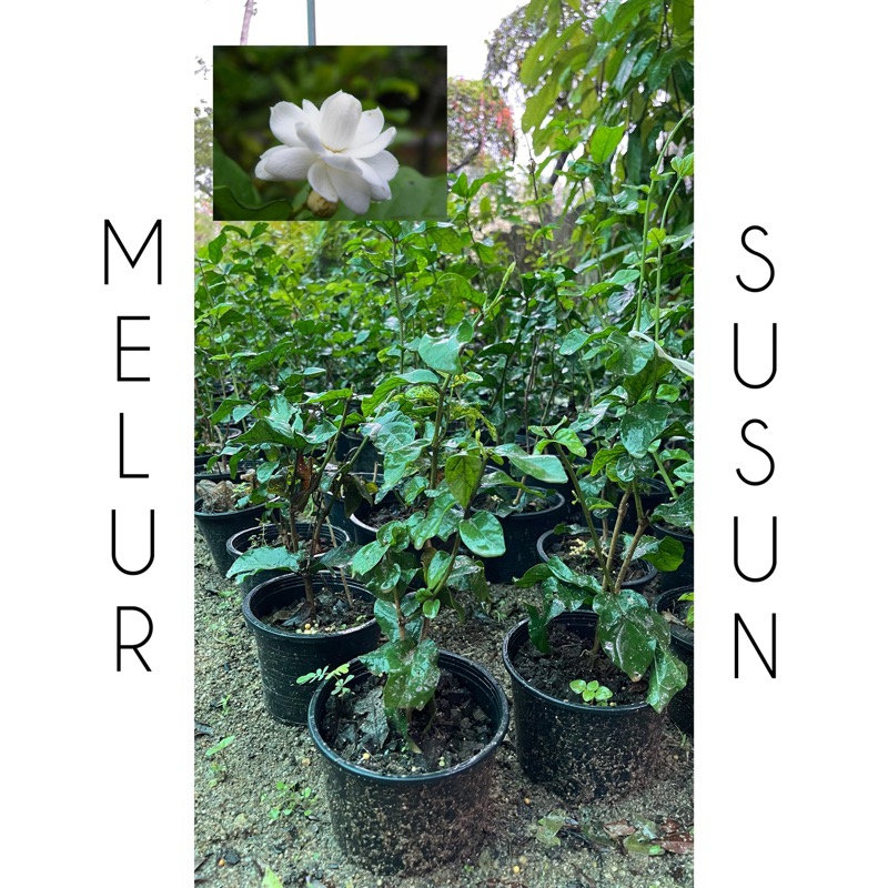 pokok bunga melur susun harum wangi / thai | Shopee Malaysia