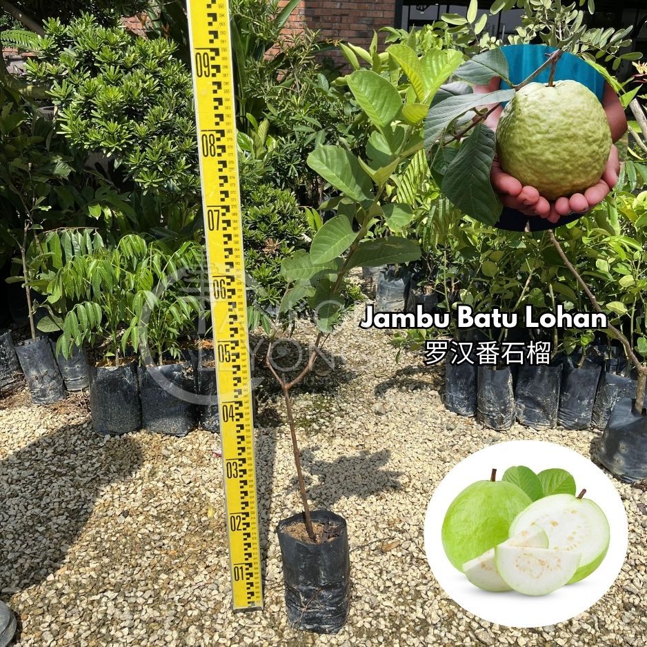 TKL - Anak Pokok Jambu Batu Lohan 罗汉番石榴树苗 | Shopee Malaysia