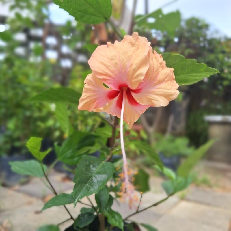 Bunga Raya kampung warna orange | Shopee Malaysia