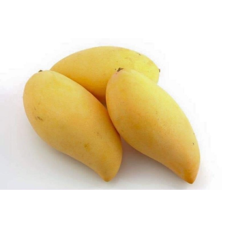 pokok mangga Chokanan | Shopee Malaysia