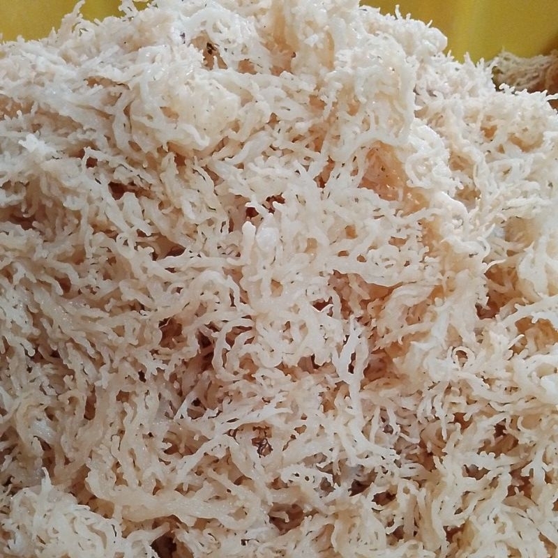 Rumpai laut kering @ Agar-agar kering Semporna Sabah | Shopee Malaysia