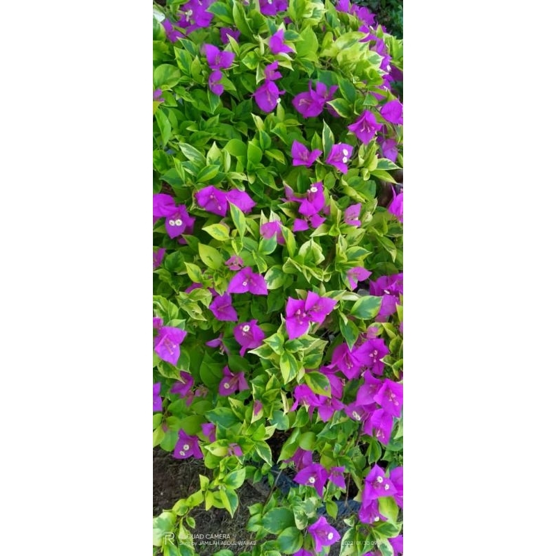 🌷 Keratan 🆔 BK Golden Anggus 🌹 | Shopee Malaysia