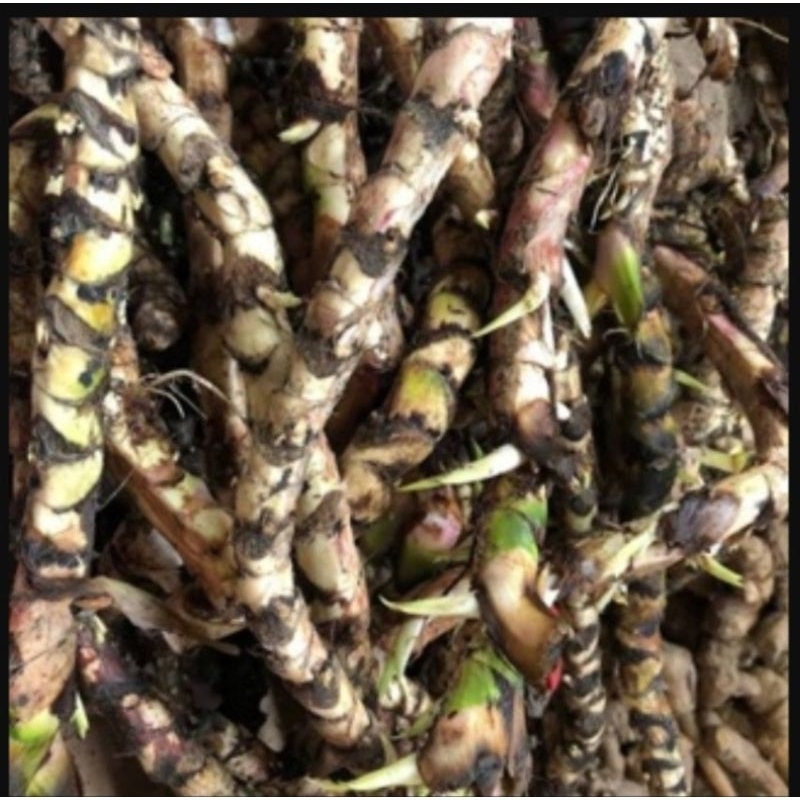 Jerangau Herba Tradisional - 1kg (Ready Stock) | Shopee Malaysia