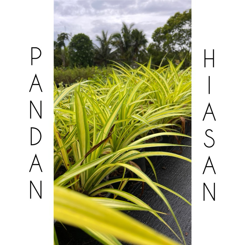 pokok pandan hiasan ( warna kuning ) | Shopee Malaysia