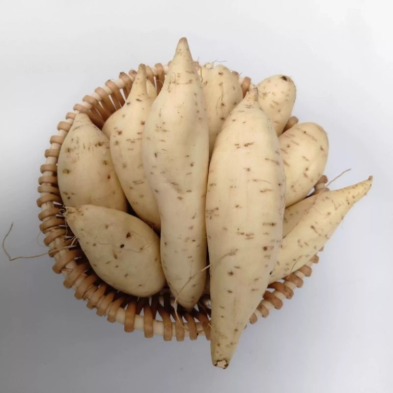 Ubi Putih Manis Cameron Highlands (金马仑白皮人参薯) | Shopee Malaysia