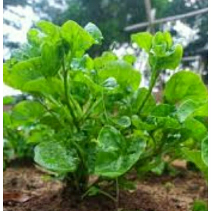 3 KERATAN BATANG BAYAM BRAZIL UTK SEMAIAN | Shopee Malaysia