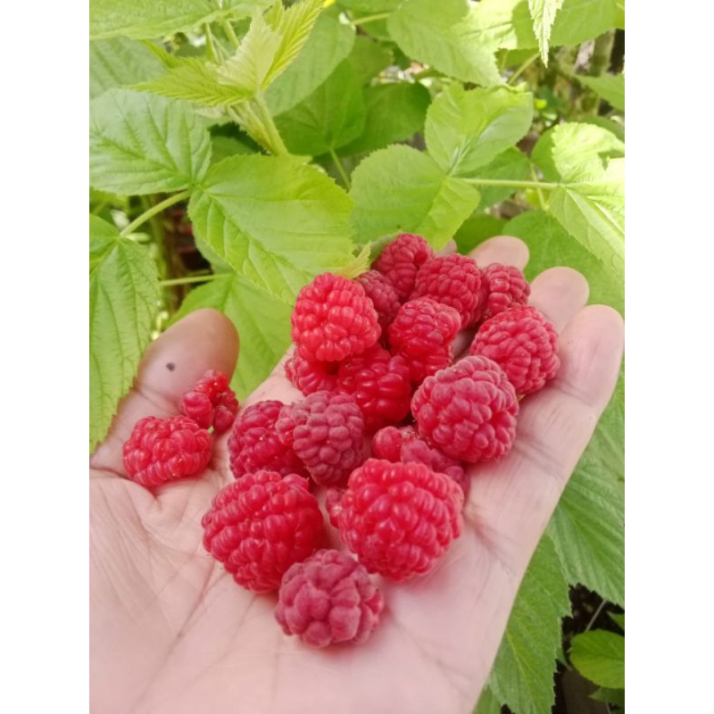 Biji Benih Raspberry Heritage Dari Kebun Paklong - 30 biji | Shopee ...