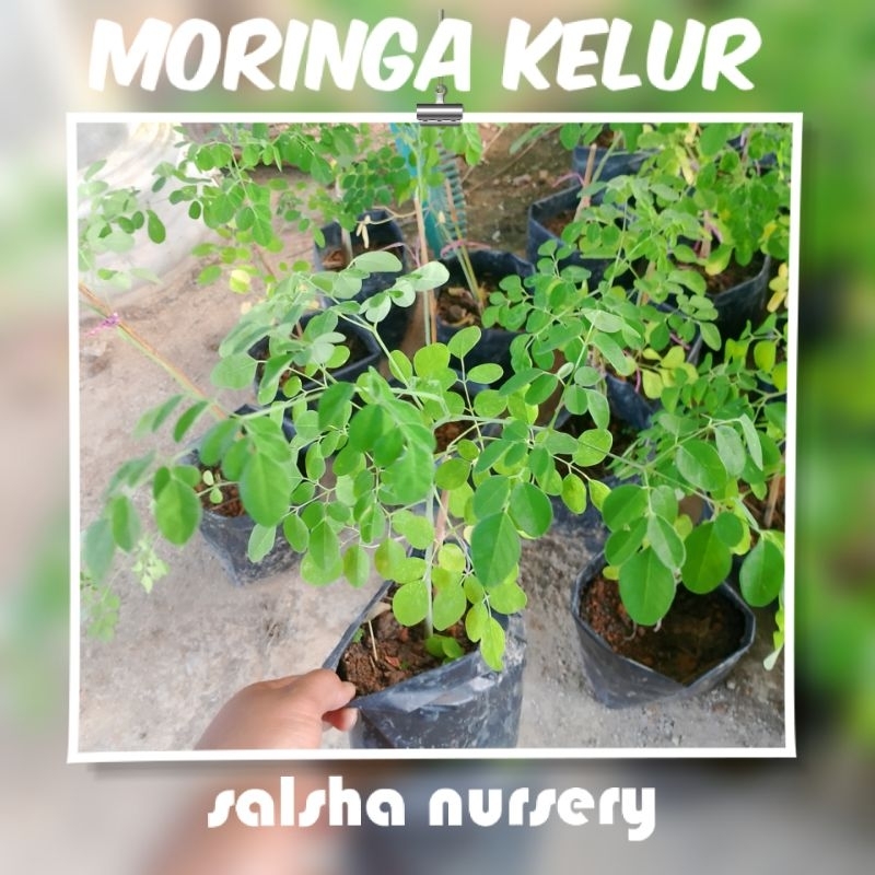 🔥💥 Pokok Moringa Kelur Moringga herba | Shopee Malaysia