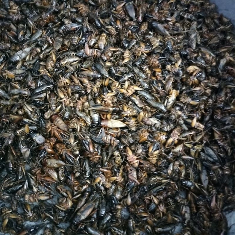 cengkerik kering 30g | Shopee Malaysia