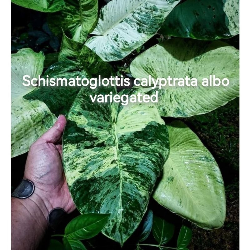 Schismatoglottis Calyptrata Aurea Mint / calyptrata albo / Sumatra sp ...